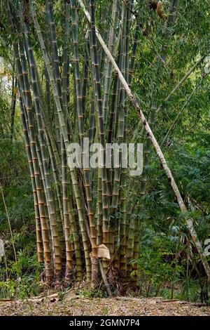 giant bamboo (Dendrocalamus giganteus, Bambusa gigantea), culms, ca. 20 ...