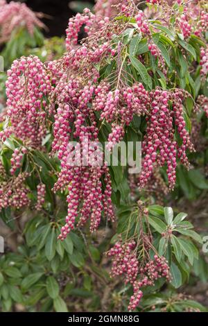 Japanese pieris (Pieris japonica), blooming Stock Photo - Alamy