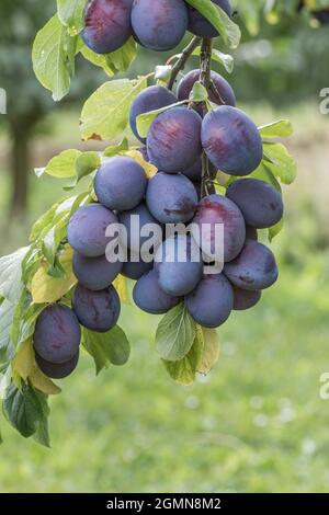 European plum (Prunus domestica 'President', Prunus domestica President ...