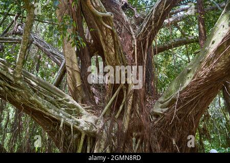 Strangler Fig, Ficus aurea, Moraceae, Corcovado National Park, Costa ...