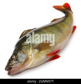 European Giant Perch over white background Stock Photo - Alamy