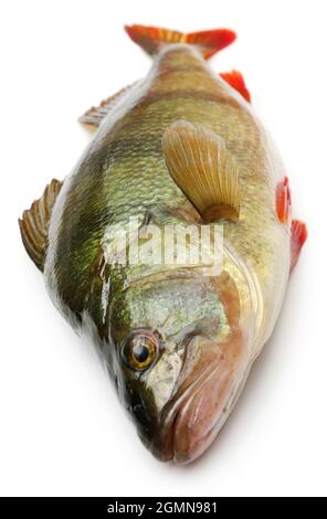 European Giant Perch over white background Stock Photo - Alamy