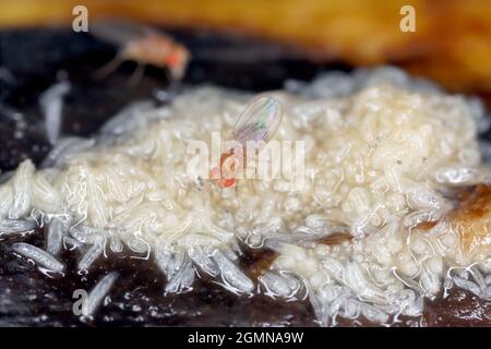A lot of larvae - maggots and dead adult of Common fruit fly or vinegar ...