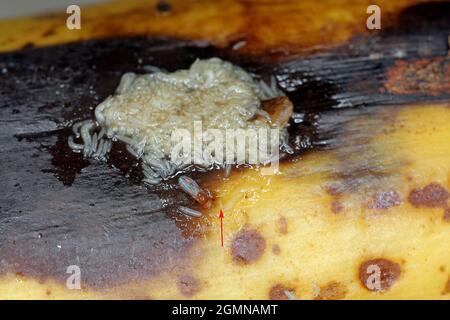 A ot of larvae - maggots of Common fruit fly or vinegar fly ...