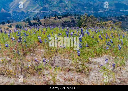 Field of Lupinus mutabilis, species of lupin grown in the Andes, mainly ...