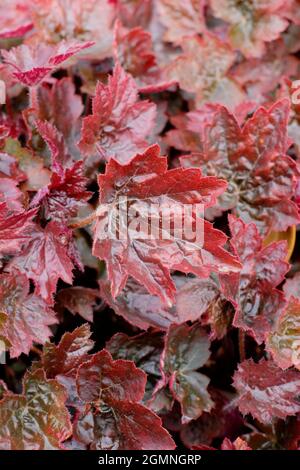 Heuchera 'Rachel' leaves displaying characteristic bronze purple hues ...