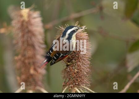 Red-tailed minla, Minla ignotincta, Ryshop, West Bengal, India Stock ...