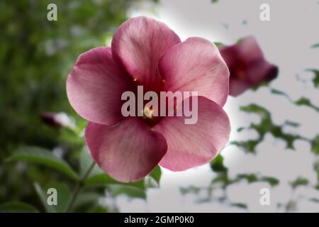 Red flower bulb it is beautiful natural Stock Photo - Alamy