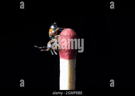 The Metallic Jumping spider on a matchstick Stock Photo - Alamy