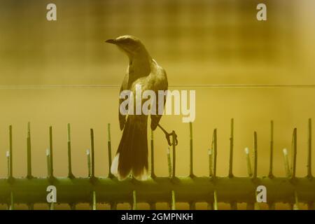 Tropical mockingbird (Mimus gilvus), resident breeding bird. Barichara ...