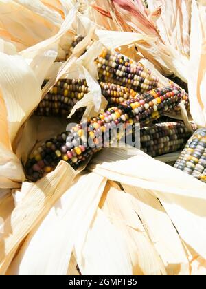 Raw Organic Multi Colored Calico Popcorn in a Bowl Stock Photo - Alamy