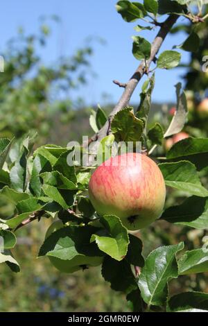 Apple Tree "Topaz Stock Photo - Alamy