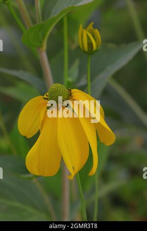 Yellow-orange blooming Coneflower Stock Photo - Alamy