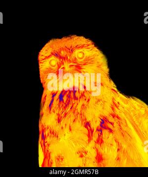 The Crow infrared. Scanning the animal's body temperature with a ...