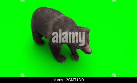 standing bear. Green screen isolate. 3d rendering Stock Photo - Alamy