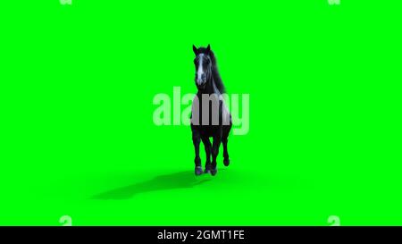 Runing black horse. Green screen isolate. 3d rendering Stock Photo - Alamy
