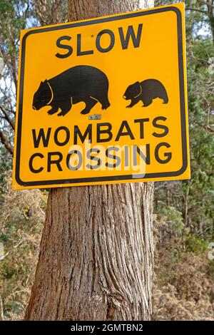 Wombat crossing sign in northern Tasmania Stock Photo - Alamy