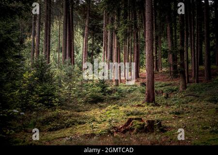 Tall trees and plants in the Bavarian Forest Stock Photo - Alamy