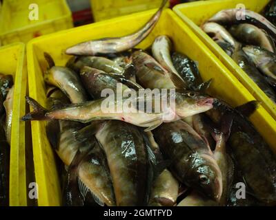 Atka Mackerel Fishing Stock Photo - Alamy
