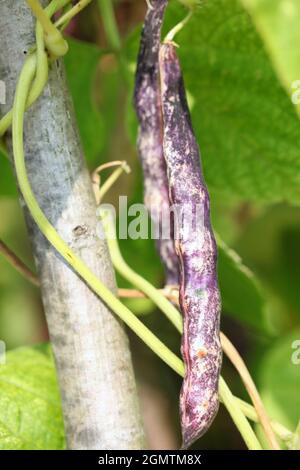 District Nurse climbing French Bean. Heritage Seed Library variety ...