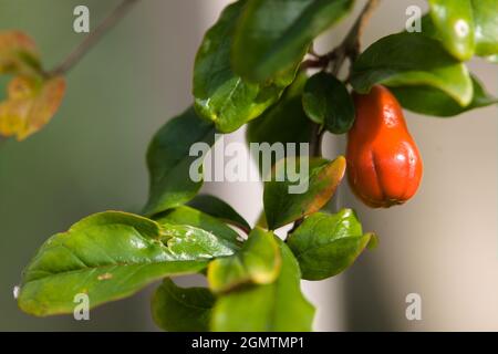 Pomegranate Tree provence ( Punica granatum Stock Photo - Alamy