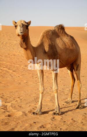 2006, Dubai, United Arab Emirates --- The Emirates Towers dwarf ...
