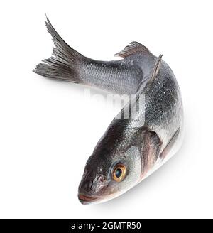 Sea bass fich isolated on white background with clipping path. Top view ...
