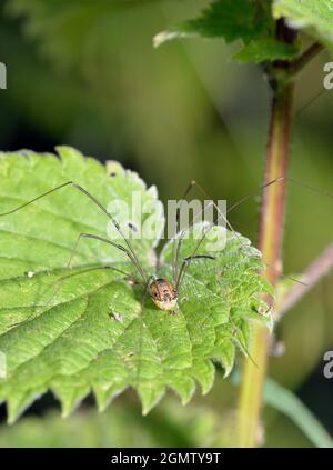 The Harvestman (Leiobunum rotundum) is a predator of small ...