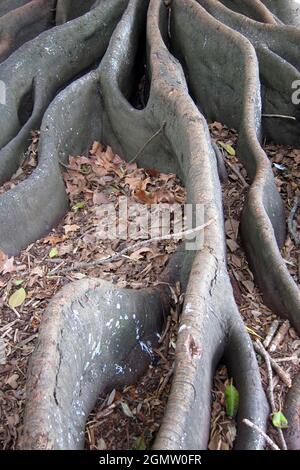 Auckland, New Zealand - 26 May 2012. This Ficus (Fig) tree is a long ...