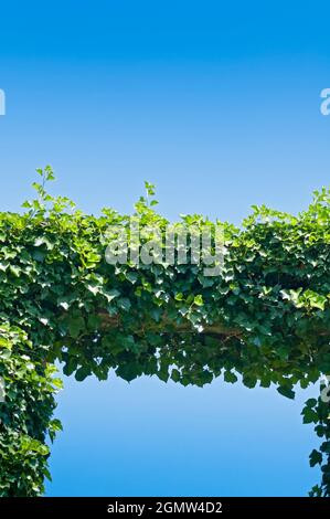 Green Ivy Against Blue Sky Stock Photo - Alamy