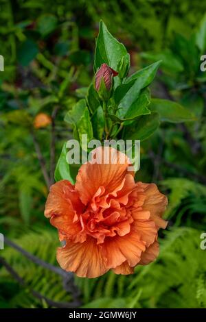 Double bloom, Orange Hibiscus Stock Photo - Alamy