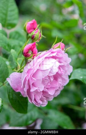 Pink Rose bush, USA Stock Photo - Alamy