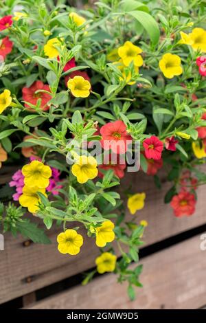 Yellow and red Million Bells, USA Stock Photo - Alamy