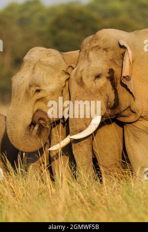 Mating Asian Elephants Stock Photo - Alamy