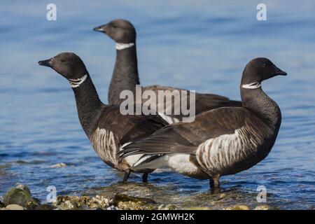 Brant geese, migration stop along the Salish Sea Stock Photo - Alamy