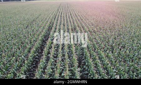Corn field, flight over the tips of corn stalks, excellent growth, good ...
