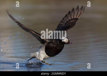 Long-tailed drake flying Stock Photo - Alamy