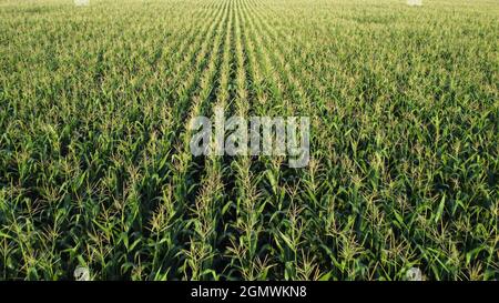 Corn field, flight over the tips of corn stalks, excellent growth, good ...