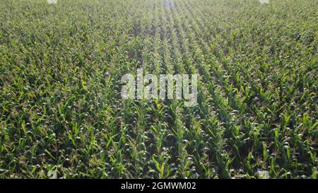 Corn field, flight over the cream of corn stalks, excellent growth ...