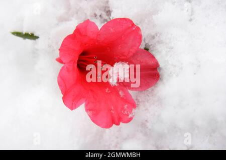 Close-up view of a rhododendron covered with first snow on a cold ...