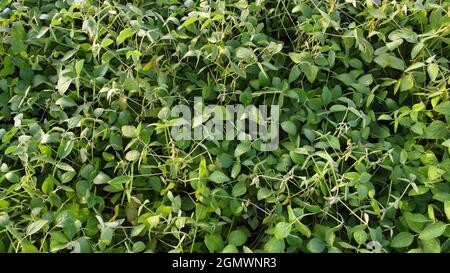 Green ripening soybean field, agricultural landscape Stock Photo - Alamy