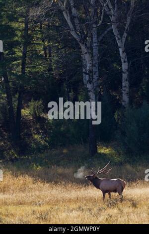 Rocky Mountain bull elk, morning bugle Stock Photo - Alamy