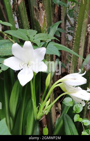 Group of blooming orange trumpet flowers or Pyrostergia venusta hanging ...