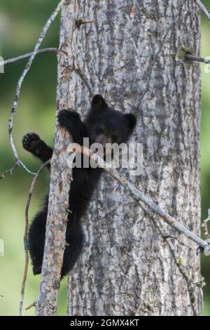Black Bear Cub Exploring Stock Photo - Alamy