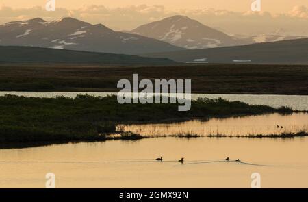 Midnight Sunset over Tundra pond Stock Photo - Alamy