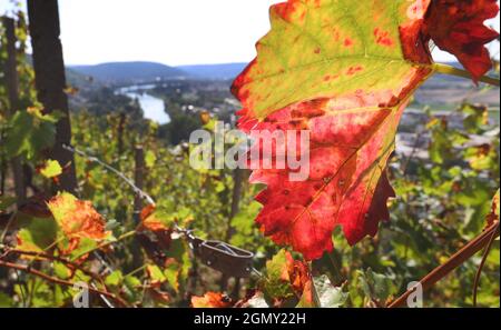 Erlenbach, Germany. 21st Sep, 2021. An autumn-colored vine leaf hangs ...