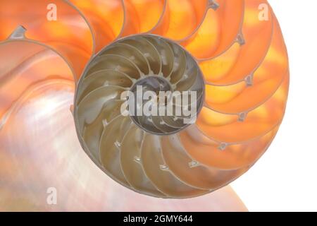 shell nautilus Fibonacci section spiral pearl symmetry half cross ...