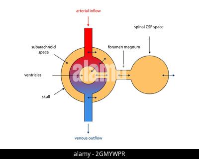 Ventricular system. Human brain with ventricles and Cerebrospinal fluid ...