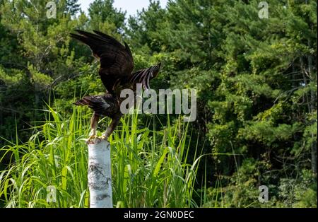 Closeup shot of an eagle in a field during the day Stock Photo - Alamy