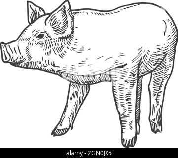 Piggie Hand Drawn Doodle Vector Illustration. Abstract Domestic Animal ...